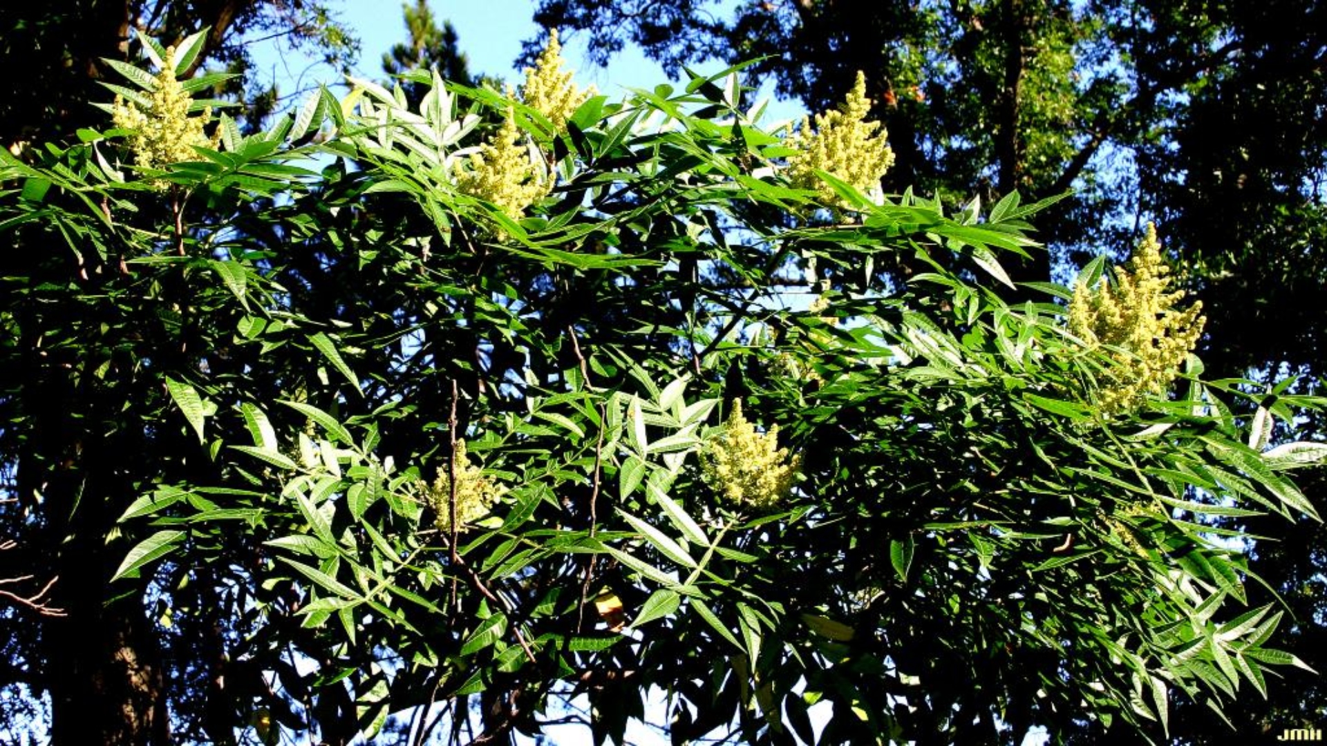 Japanese scholar tree | The Morton Arboretum