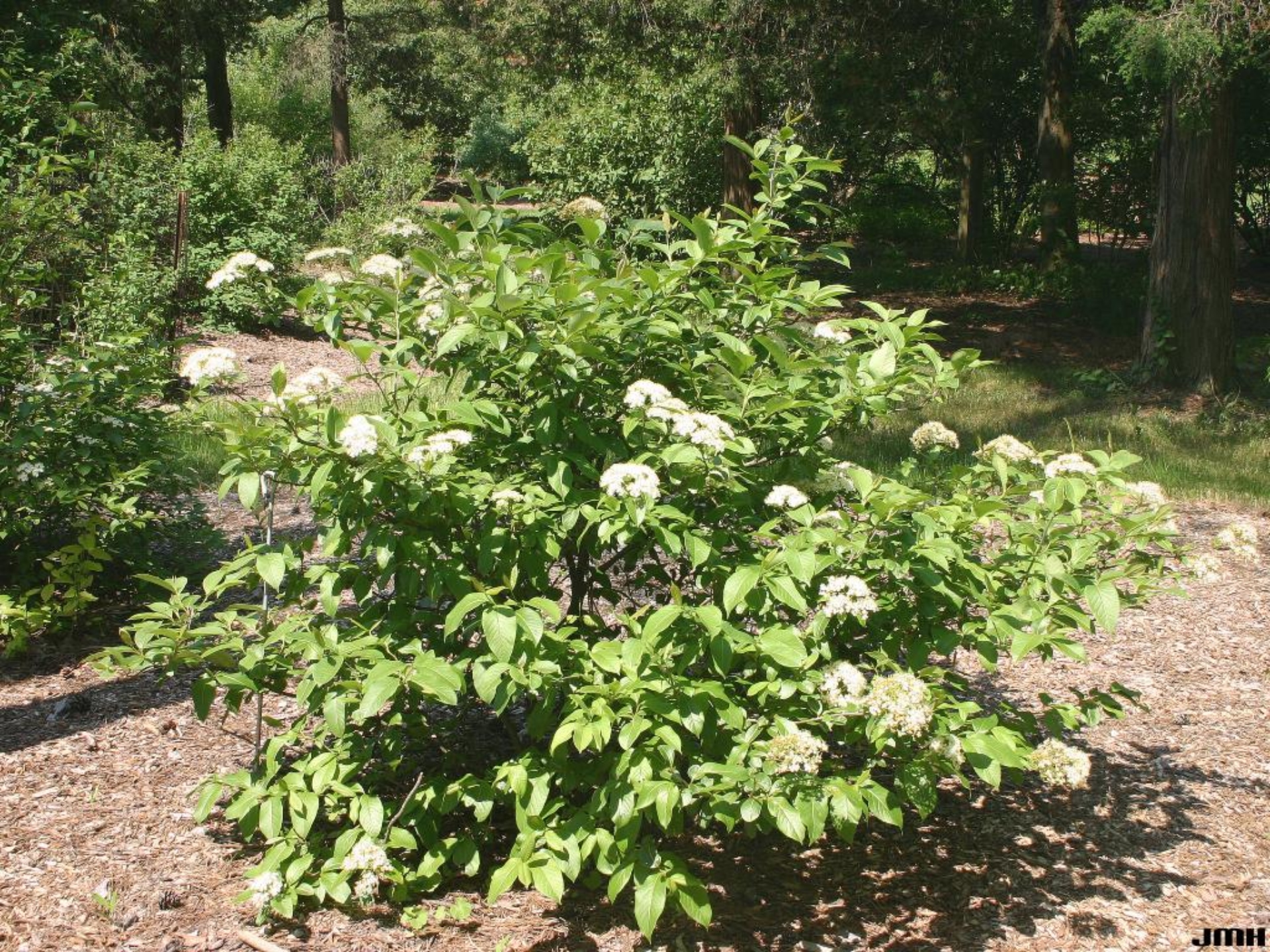 Witherod | The Morton Arboretum