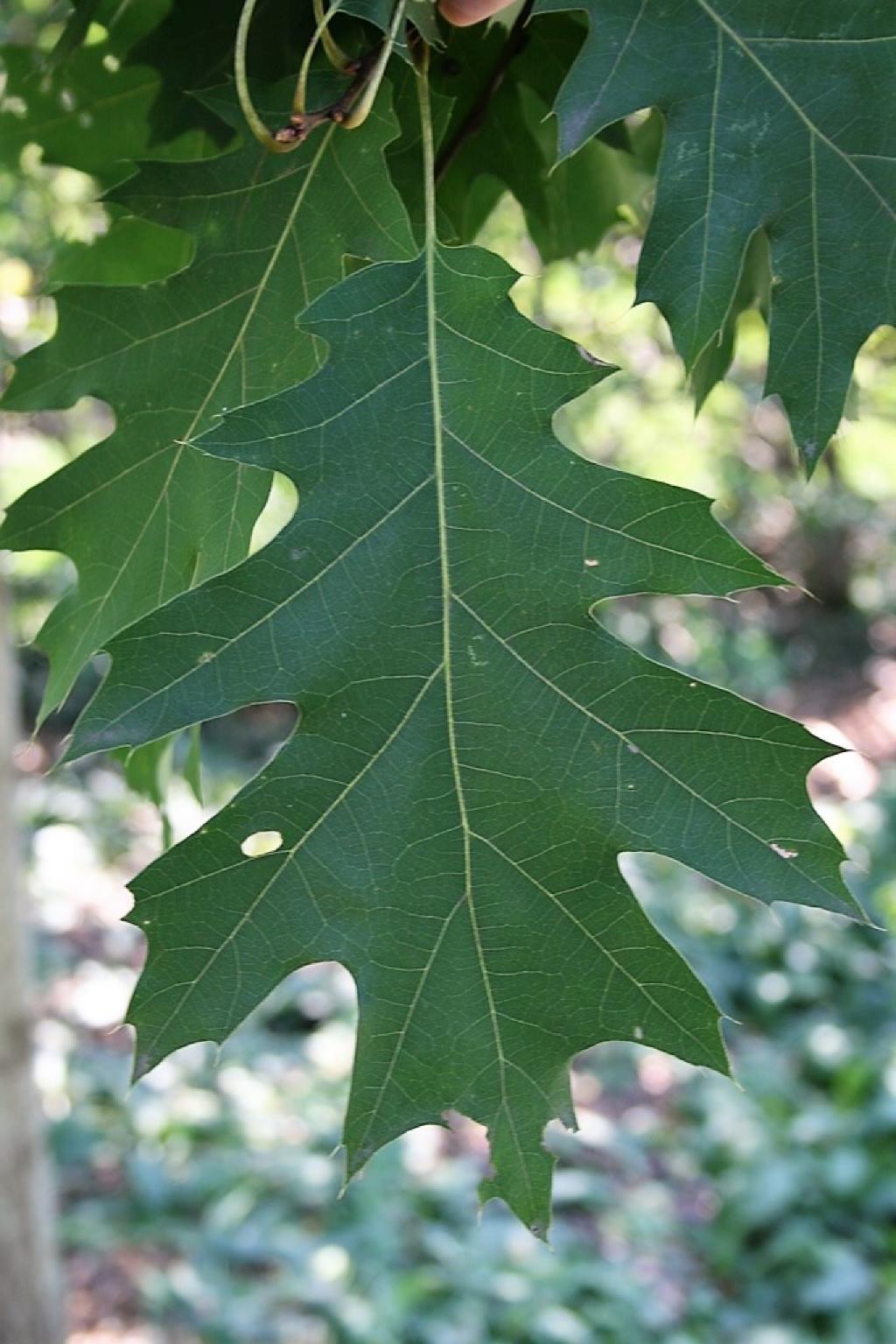 Russian Oak Tree Concordia Hybrid Oak Tree Wildlife Food Source