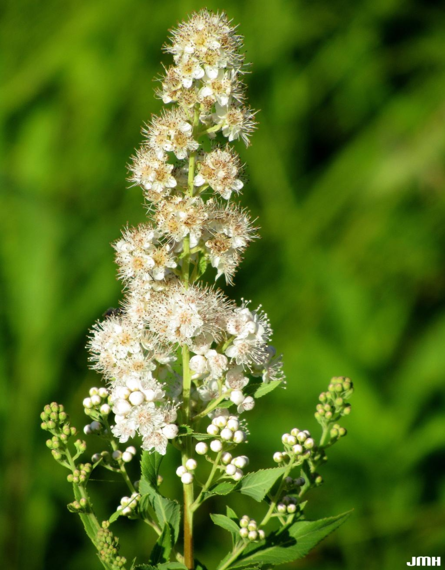 Meadowsweet | The Morton Arboretum