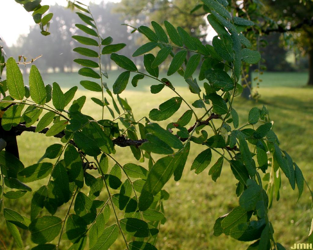 Honey-locust | Gleditsia triacanthos | The Morton Arboretum