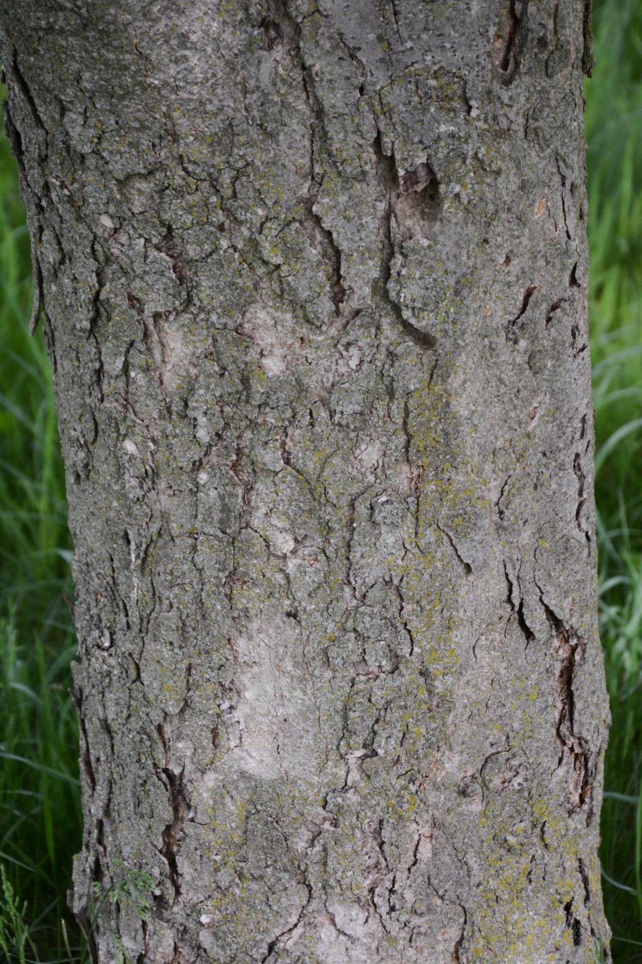 Ohio buckeye | The Morton Arboretum