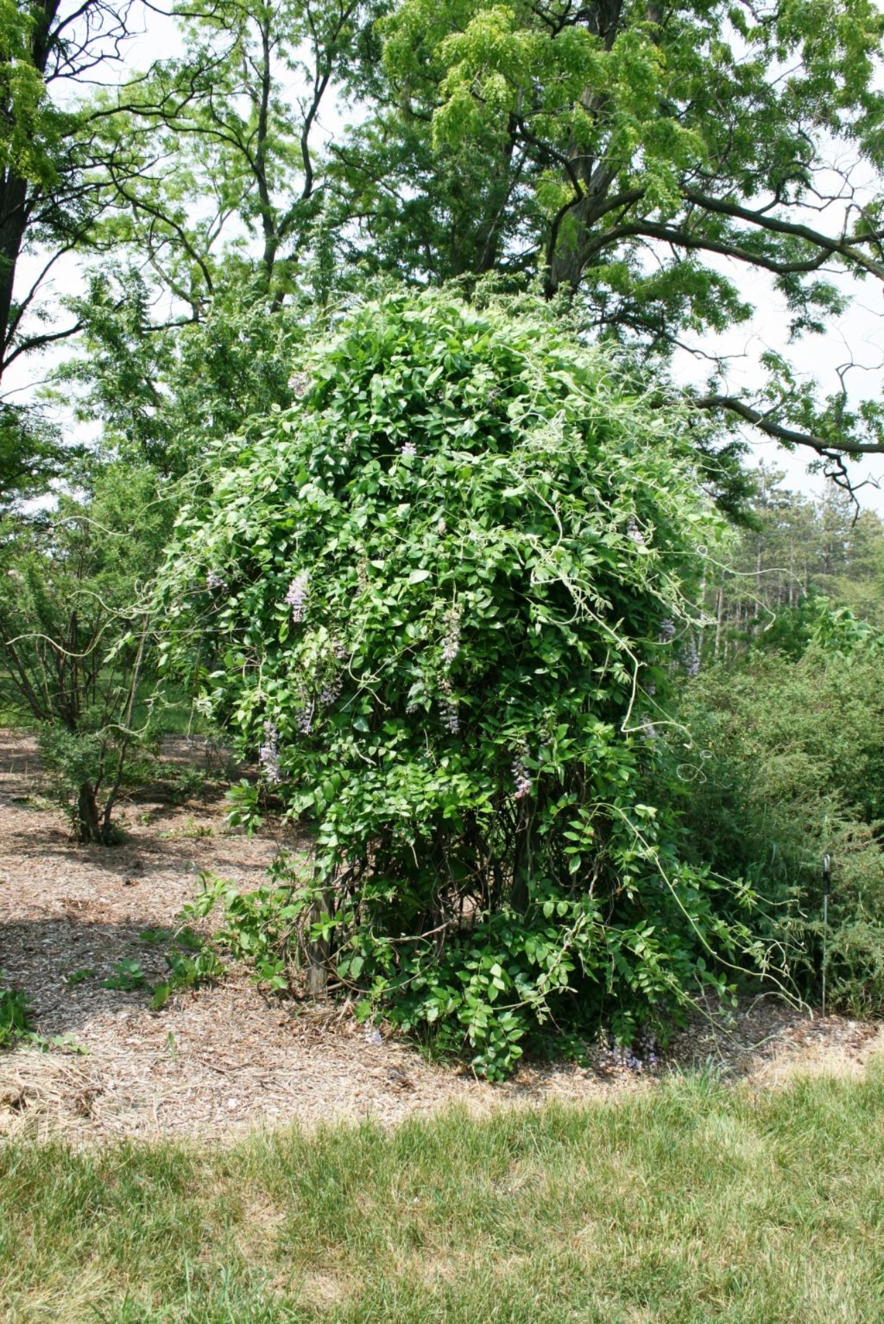 American wisteria | The Morton Arboretum