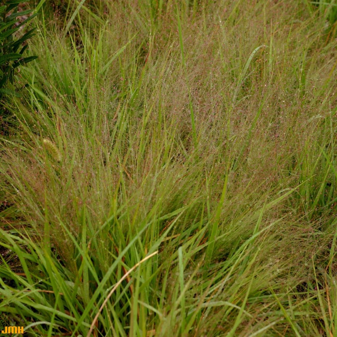Purple Love Grass The Morton Arboretum