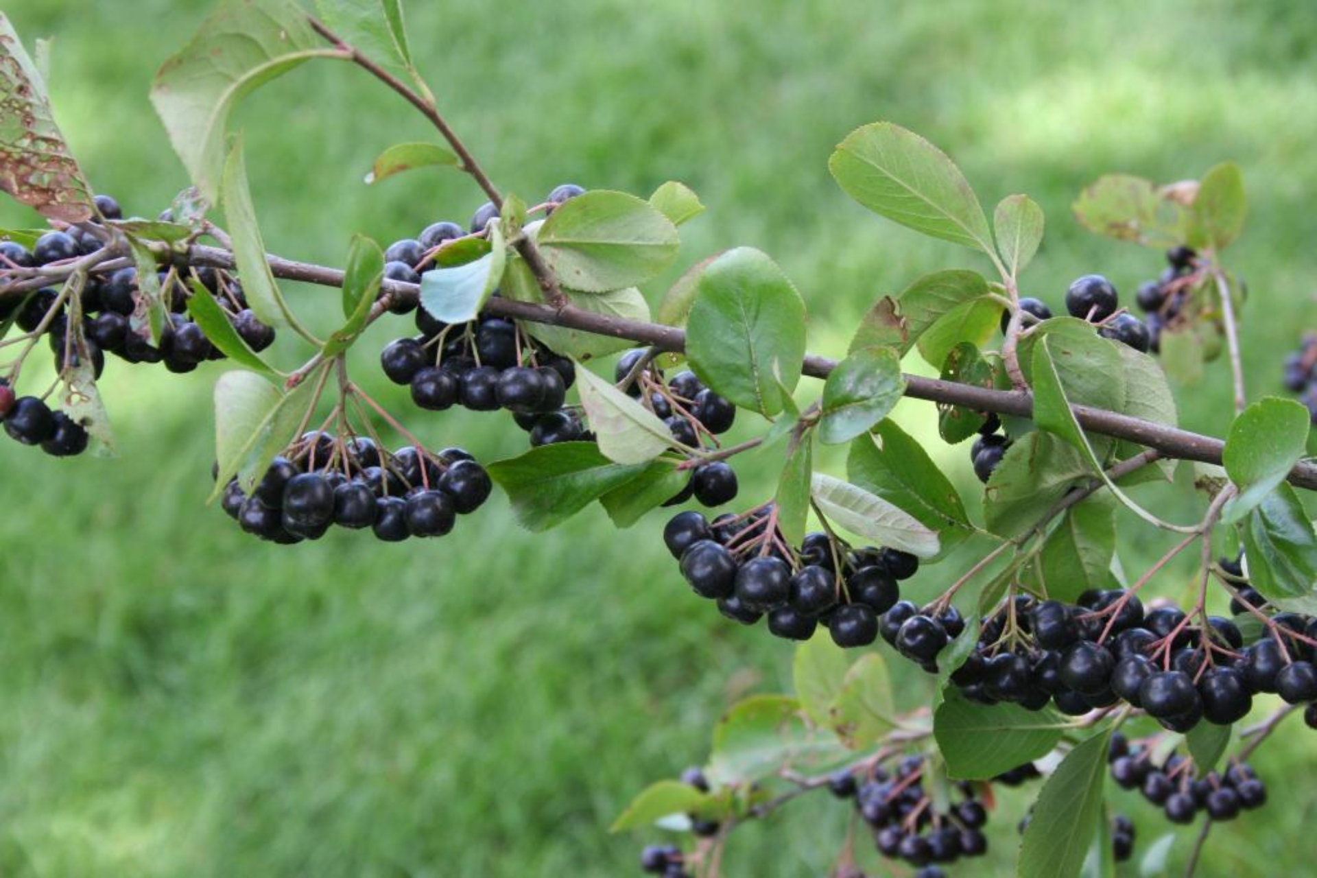 Purple chokeberry | The Morton Arboretum