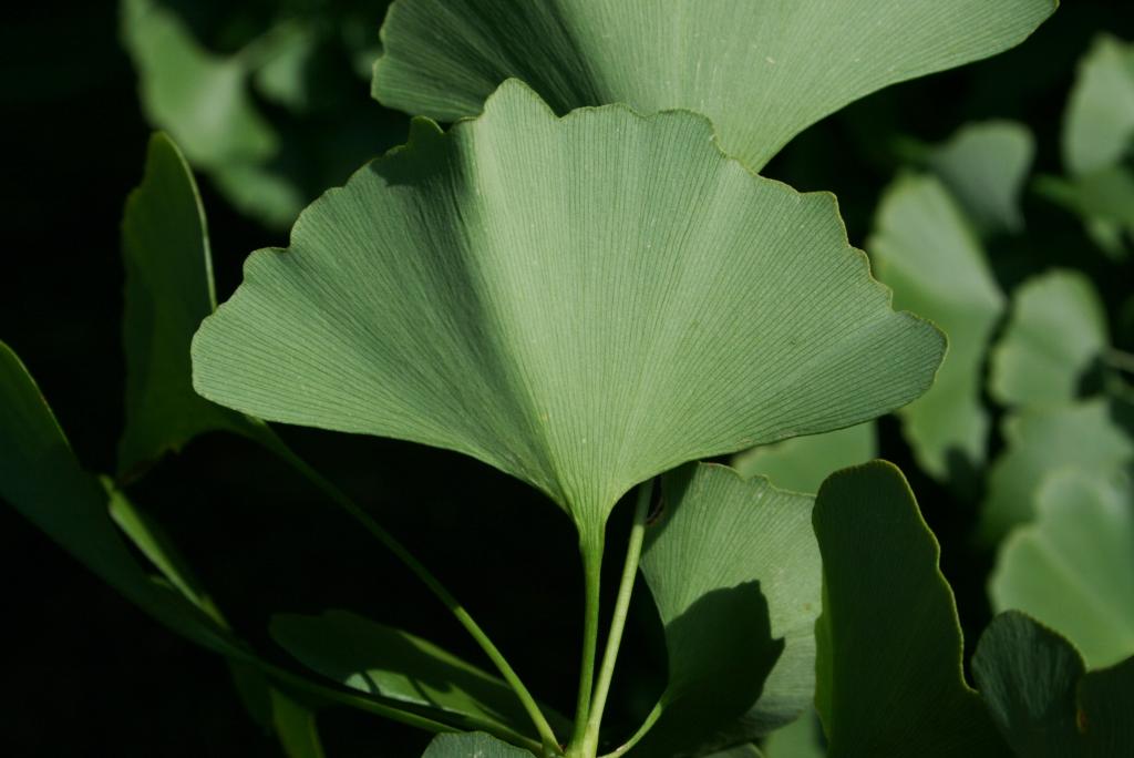 Ginkgo | Ginkgo biloba | The Morton Arboretum
