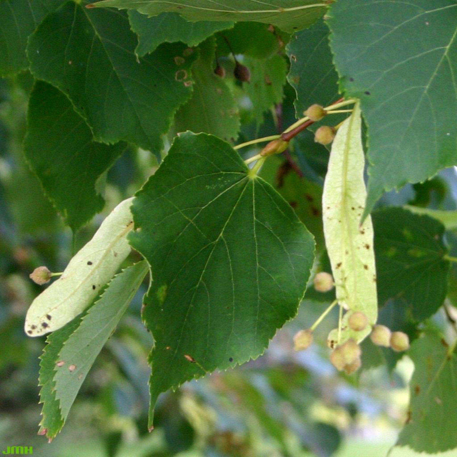 Little-leaved linden | The Morton Arboretum
