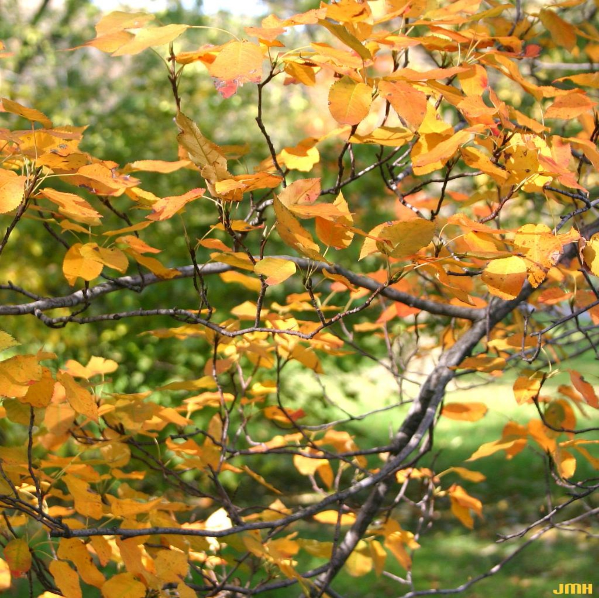 Allegheny serviceberry | The Morton Arboretum