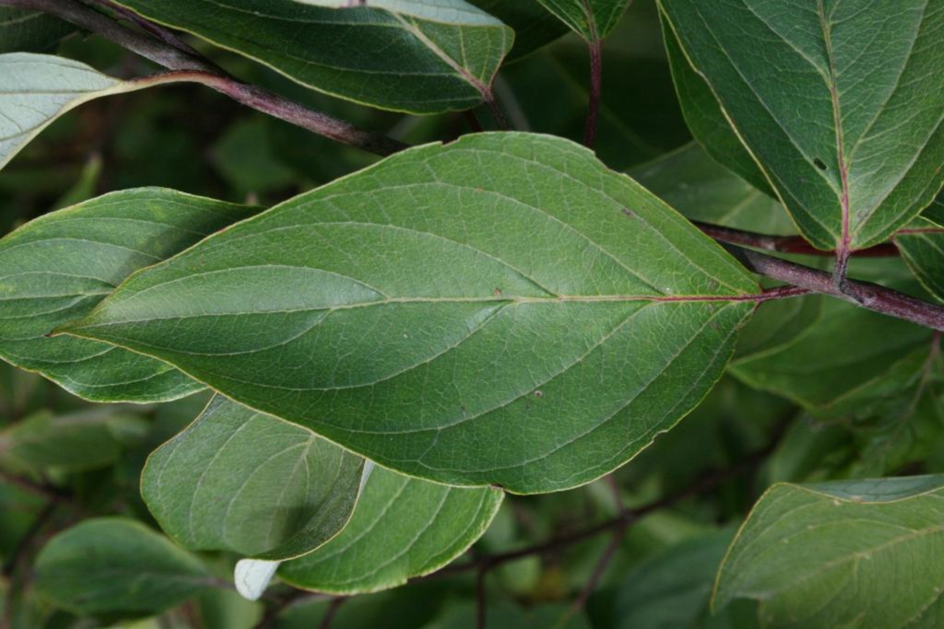 Red-osier dogwood | The Morton Arboretum