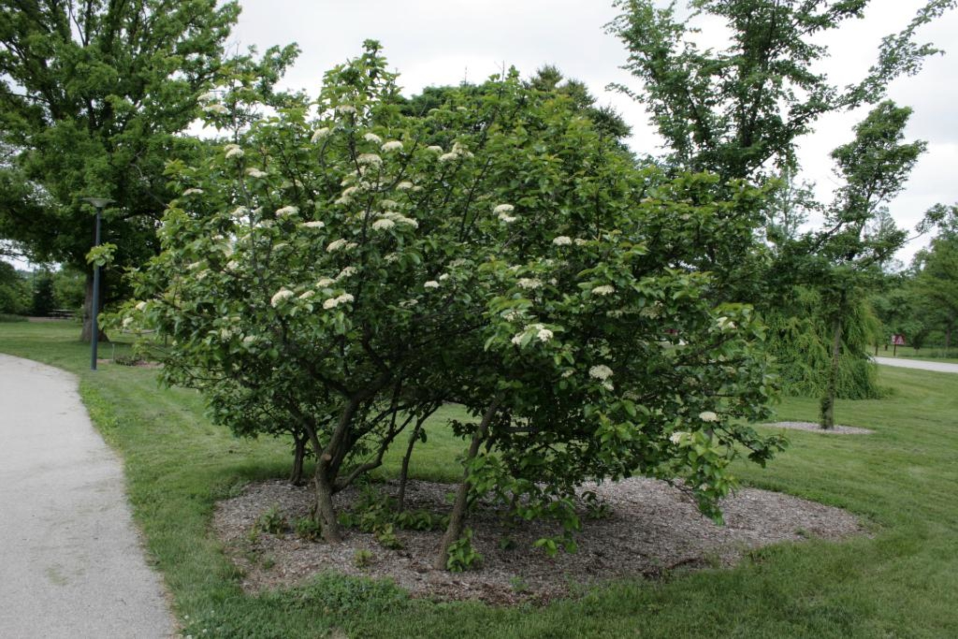 Southern black-haw | The Morton Arboretum