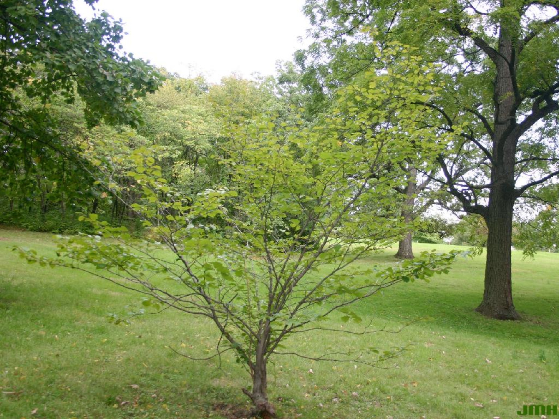 Common witch-hazel | The Morton Arboretum