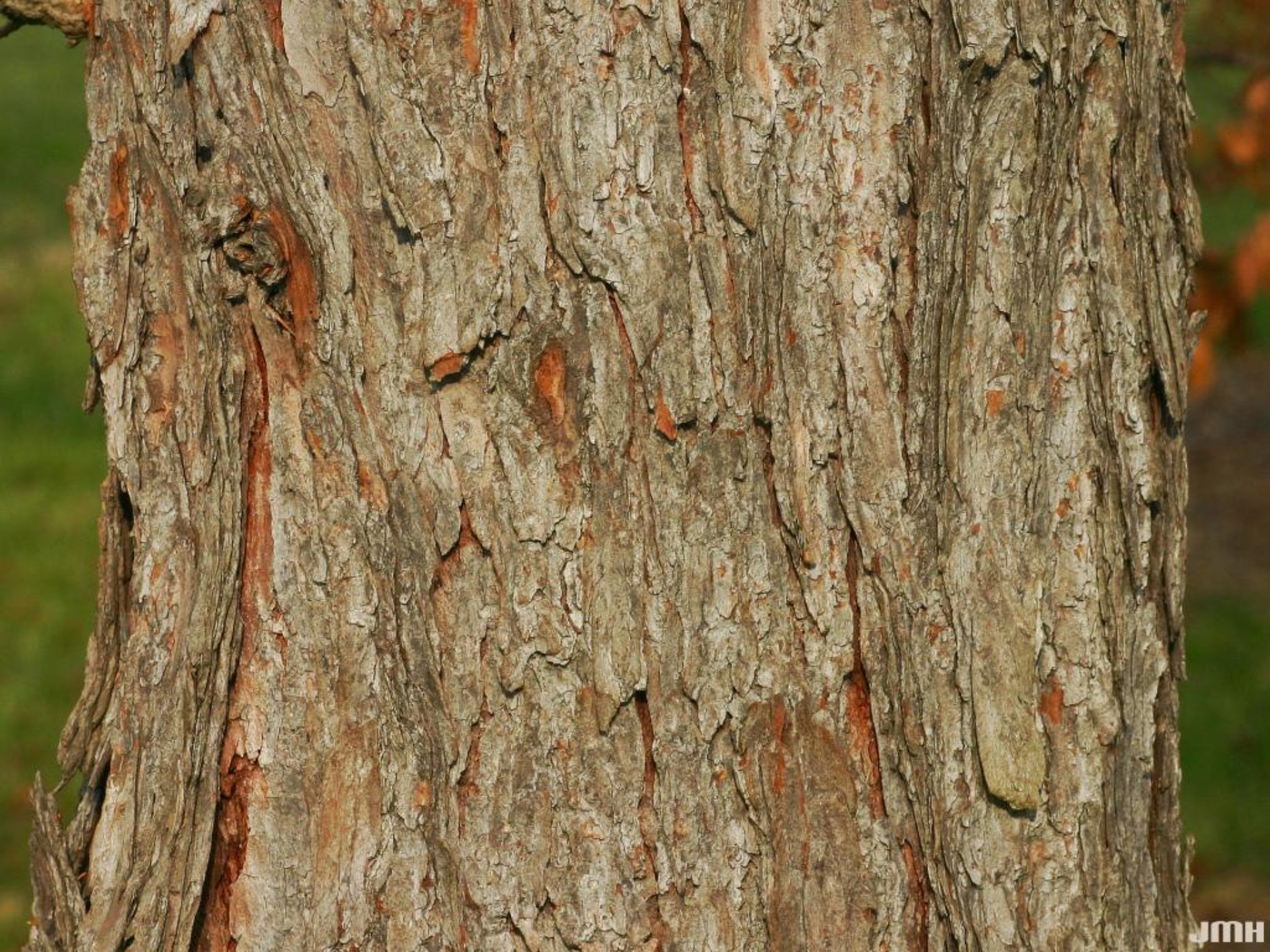 Japanese larch | The Morton Arboretum