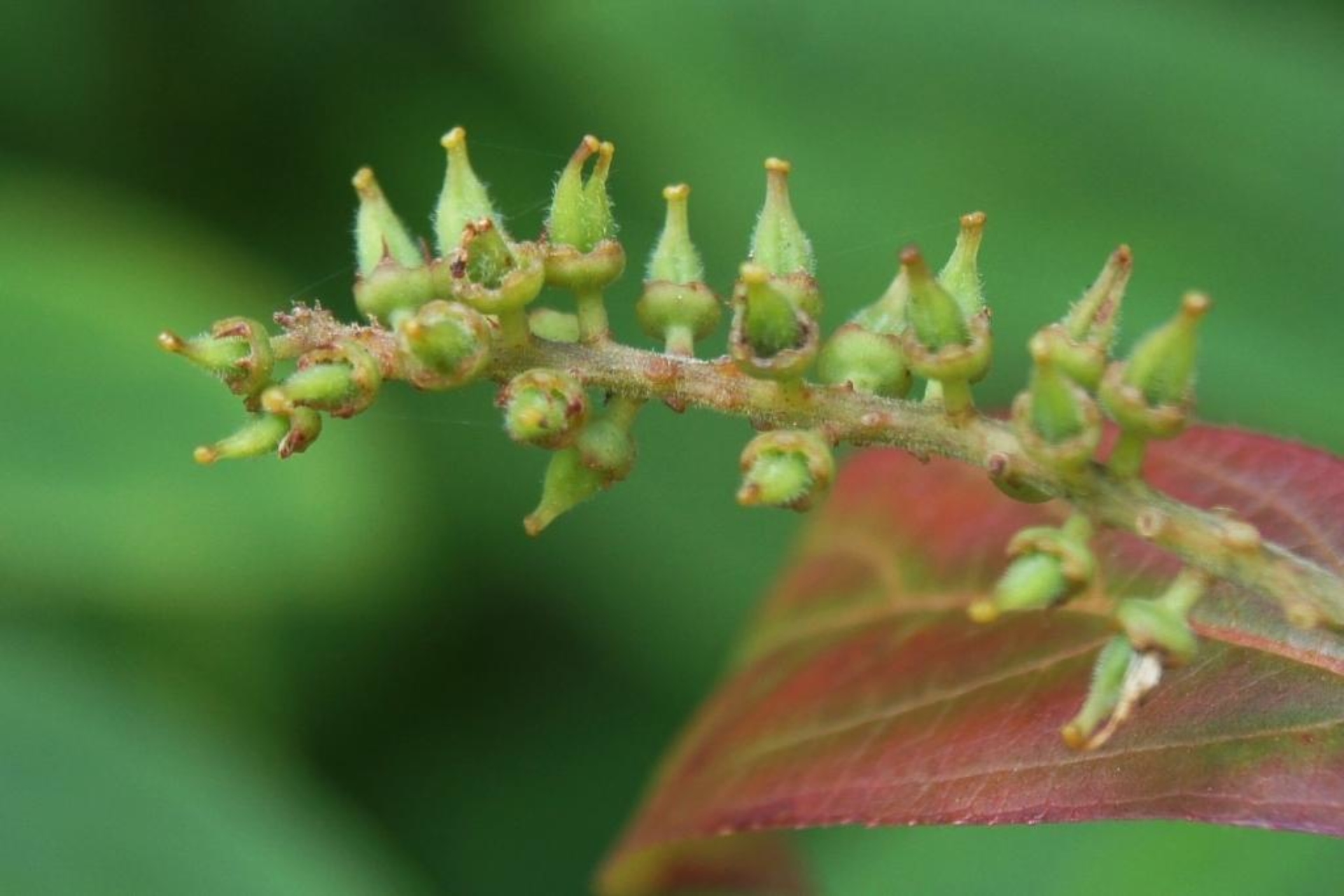Virginia sweetspire | The Morton Arboretum