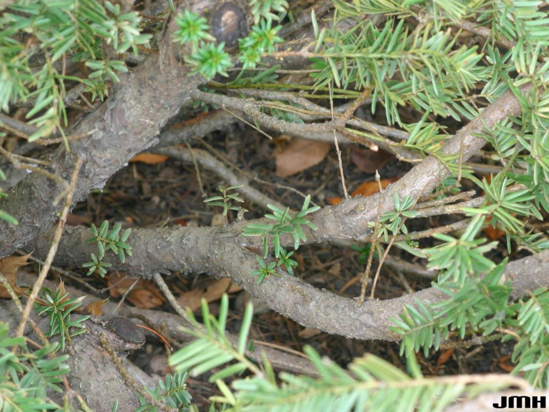 Anglo-Japanese yew | The Morton Arboretum