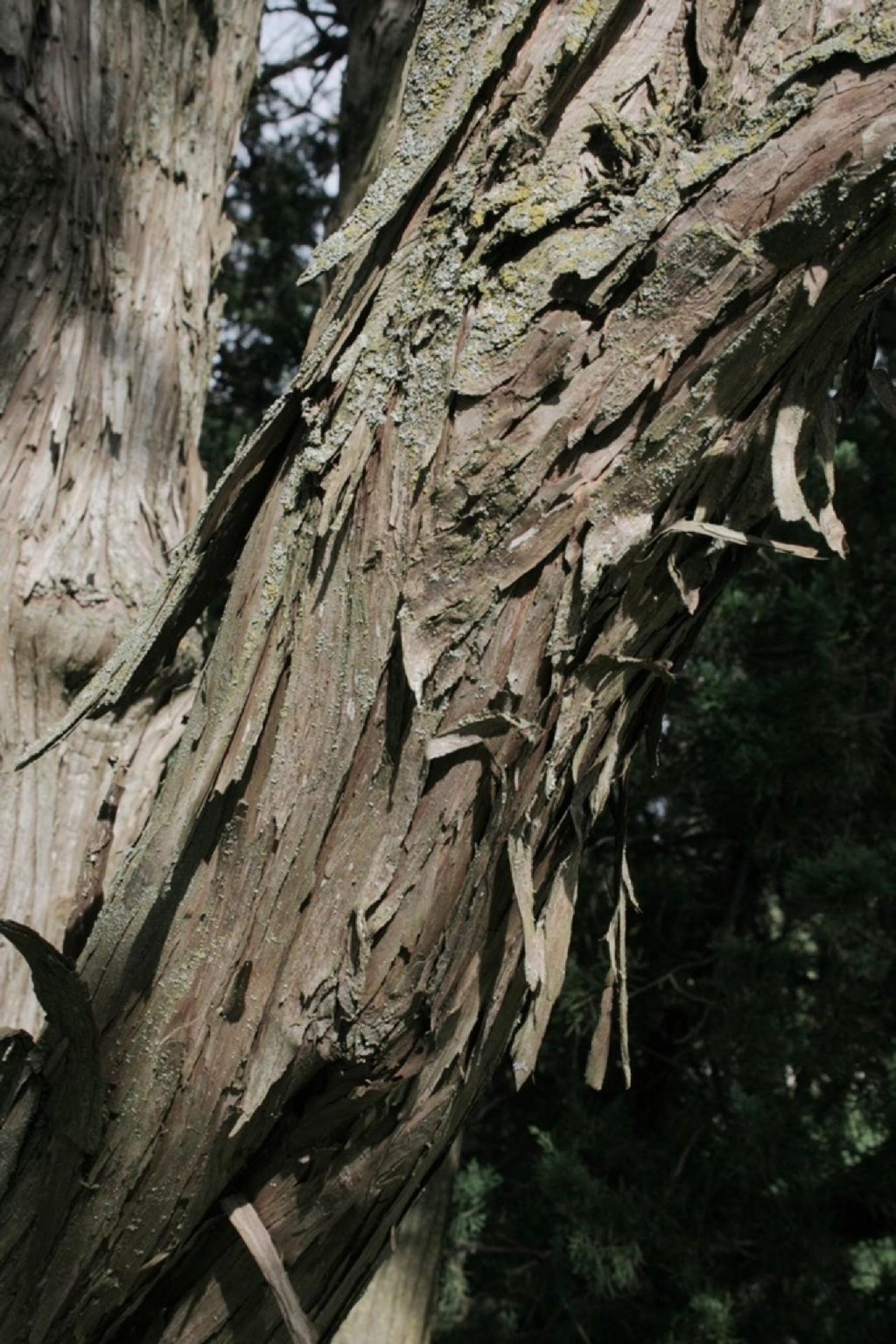 Savin juniper | The Morton Arboretum