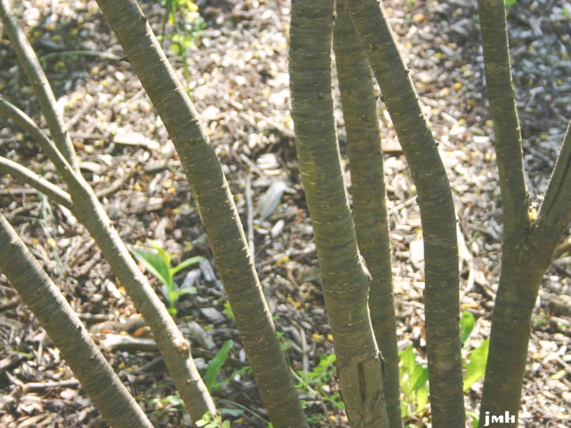 Siberian pea-shrub | The Morton Arboretum