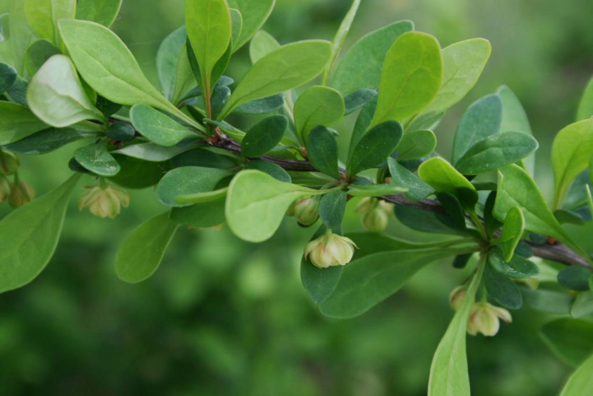 Japanese barberry | The Morton Arboretum