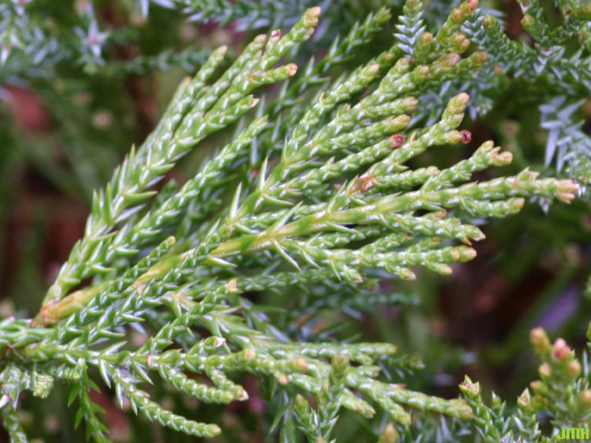 Savin juniper | The Morton Arboretum