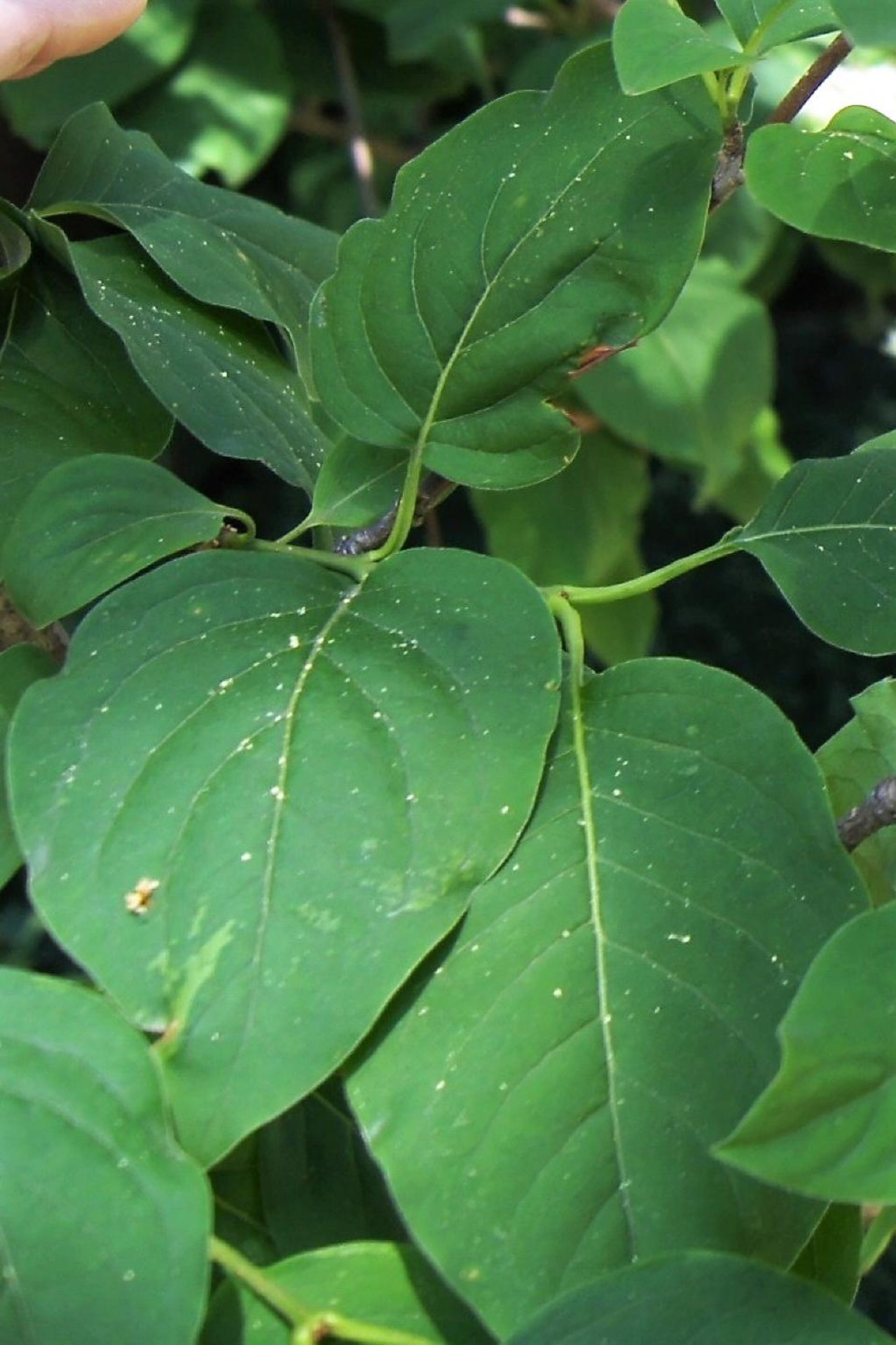 Japanese tree lilac | The Morton Arboretum