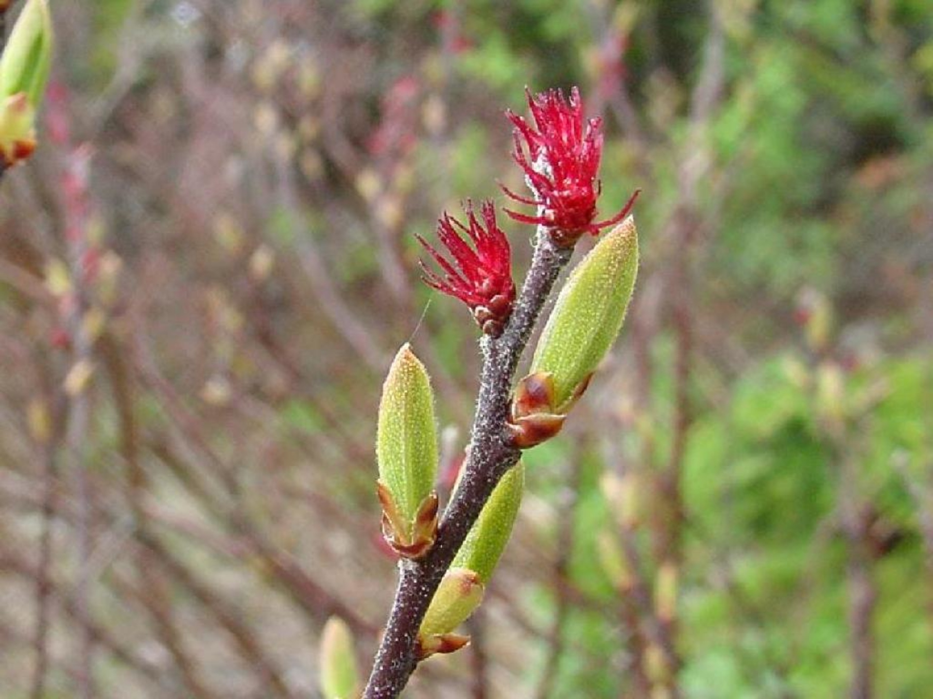Bayberry | The Morton Arboretum