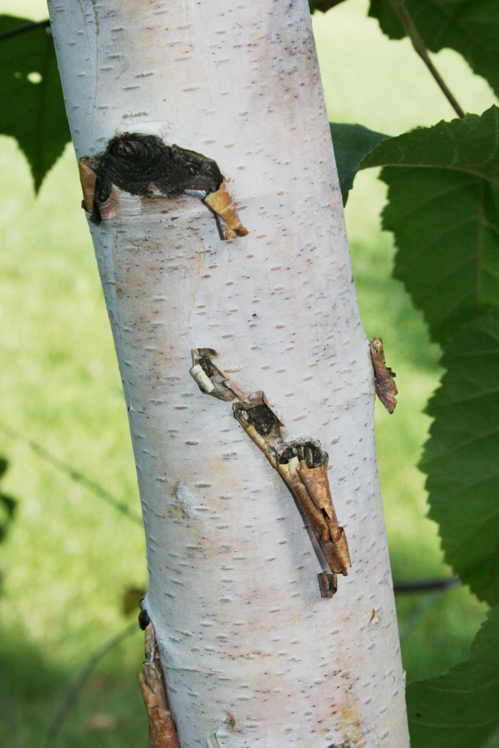 Paper birch | The Morton Arboretum