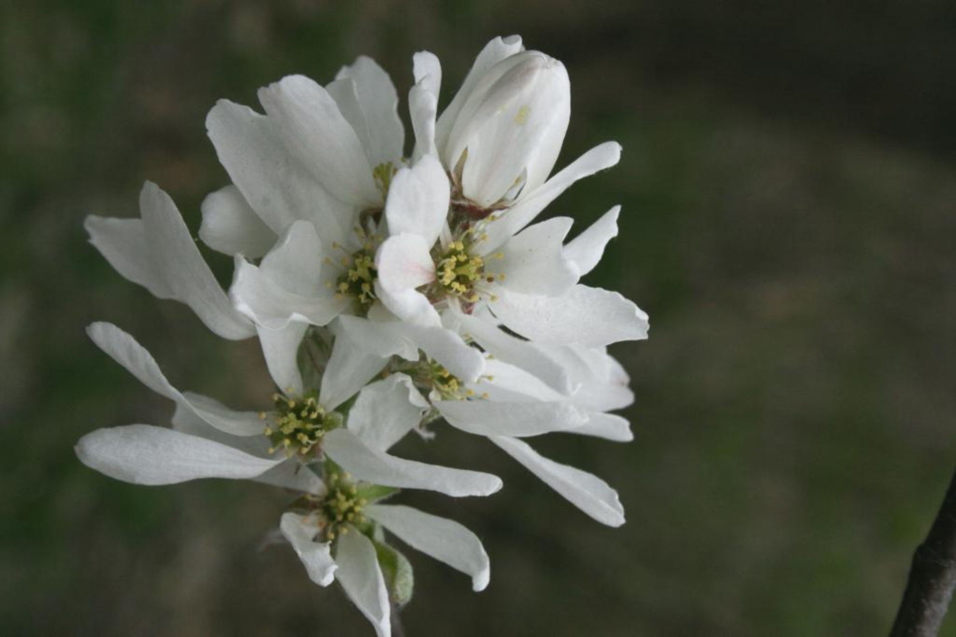 Downy serviceberry | The Morton Arboretum