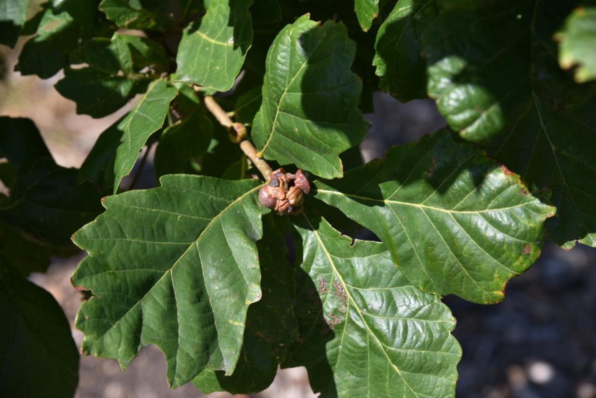 Ware's oak | The Morton Arboretum