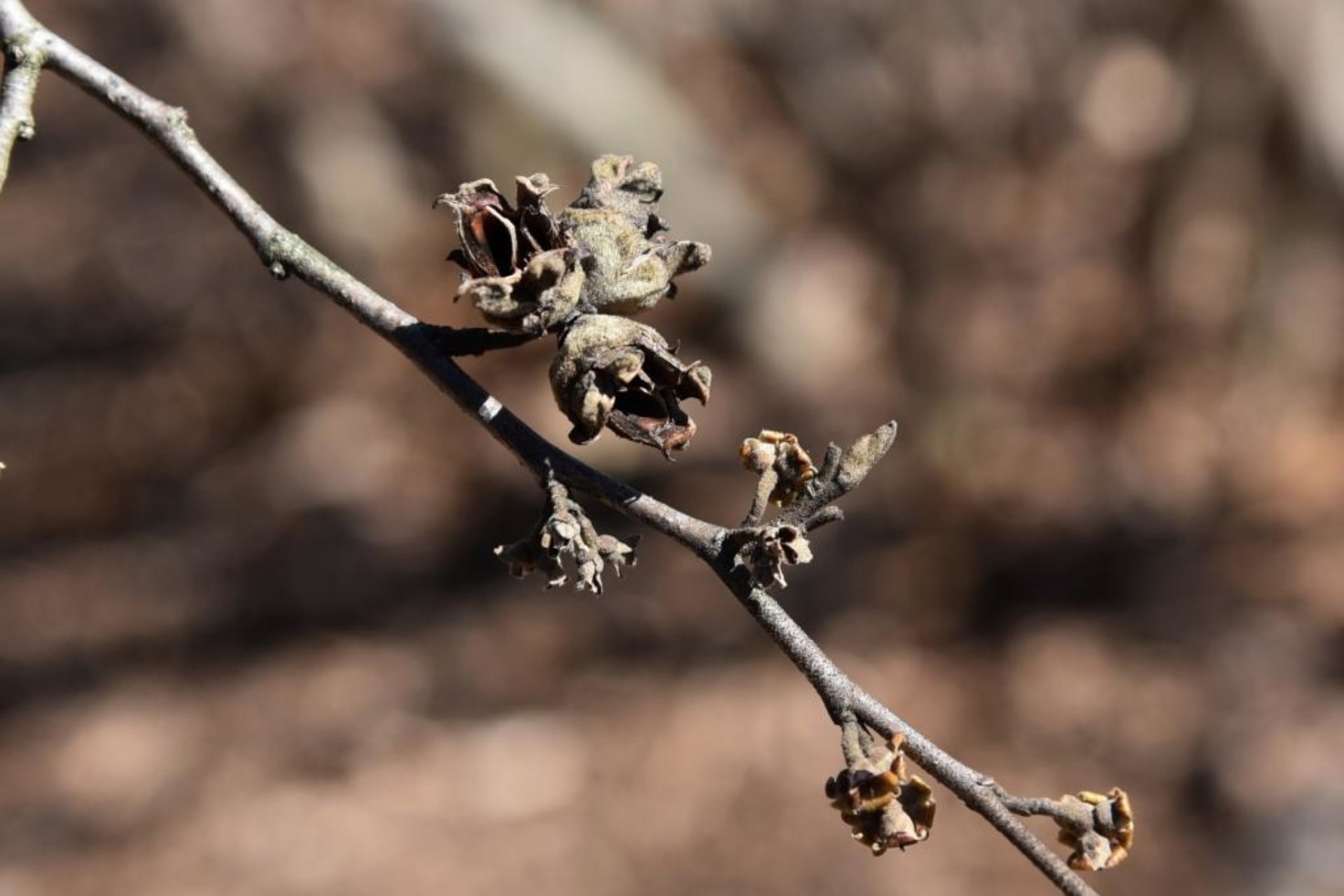Common witch-hazel | The Morton Arboretum