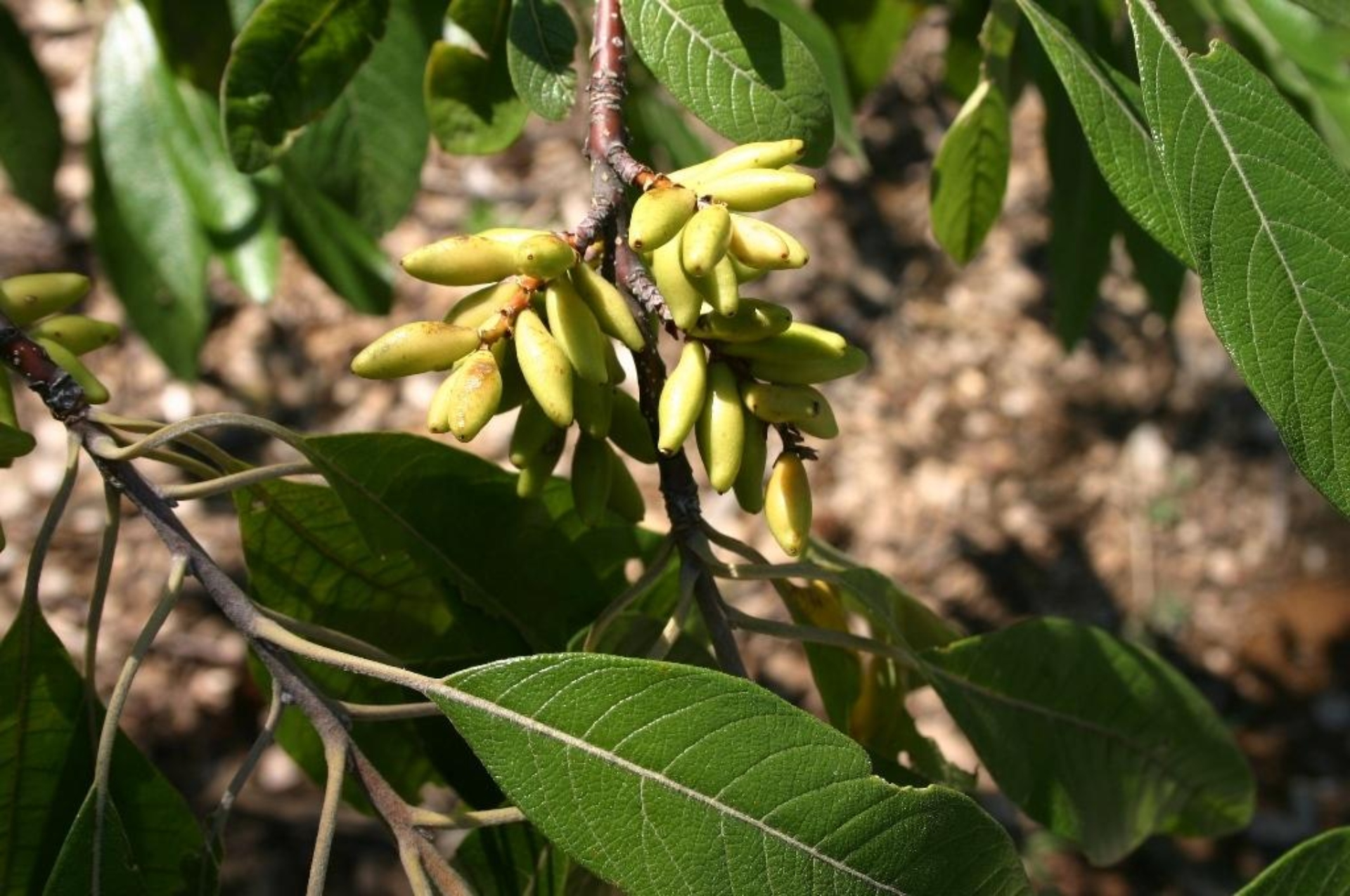 Florida corkwood | The Morton Arboretum