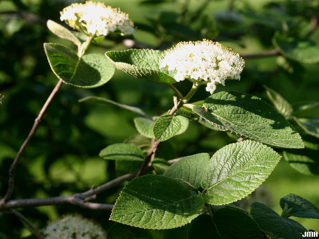 Wayfaring tree | Viburnum lantana | The Morton Arboretum