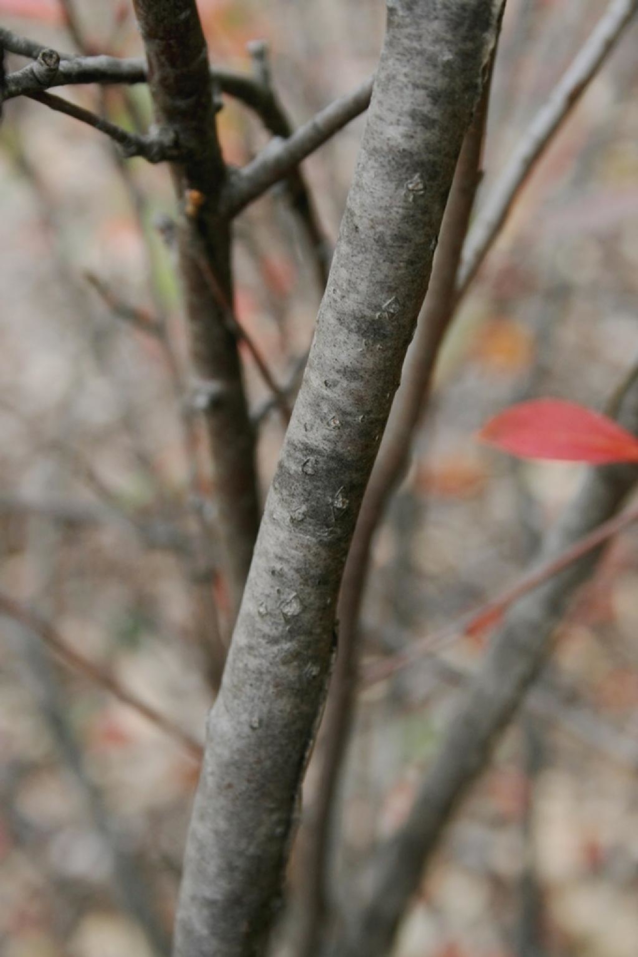 Red chokeberry | The Morton Arboretum