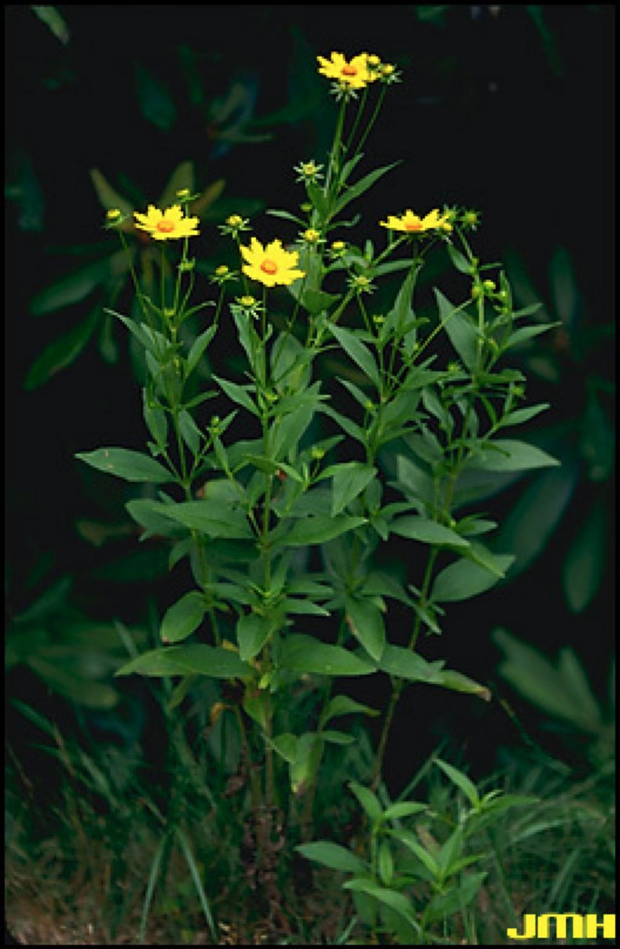 Lance-leaved coreopsis | The Morton Arboretum