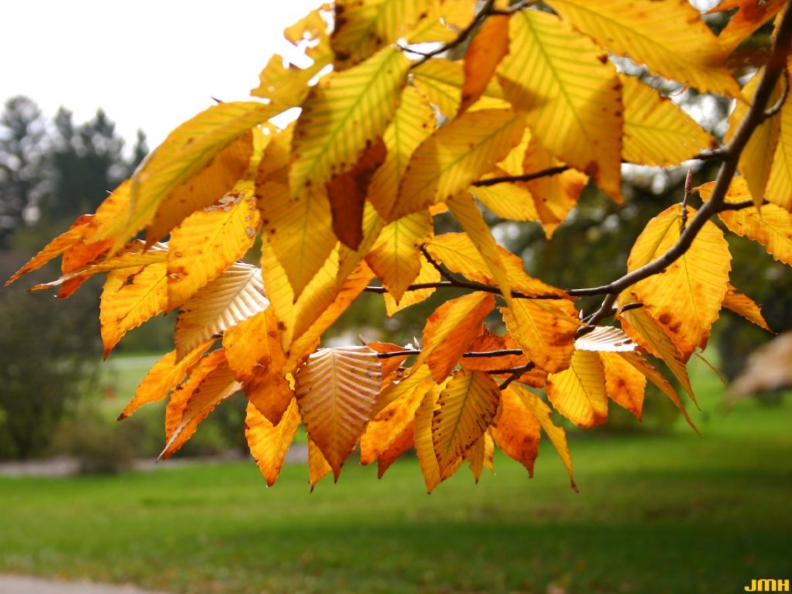 American beech | The Morton Arboretum