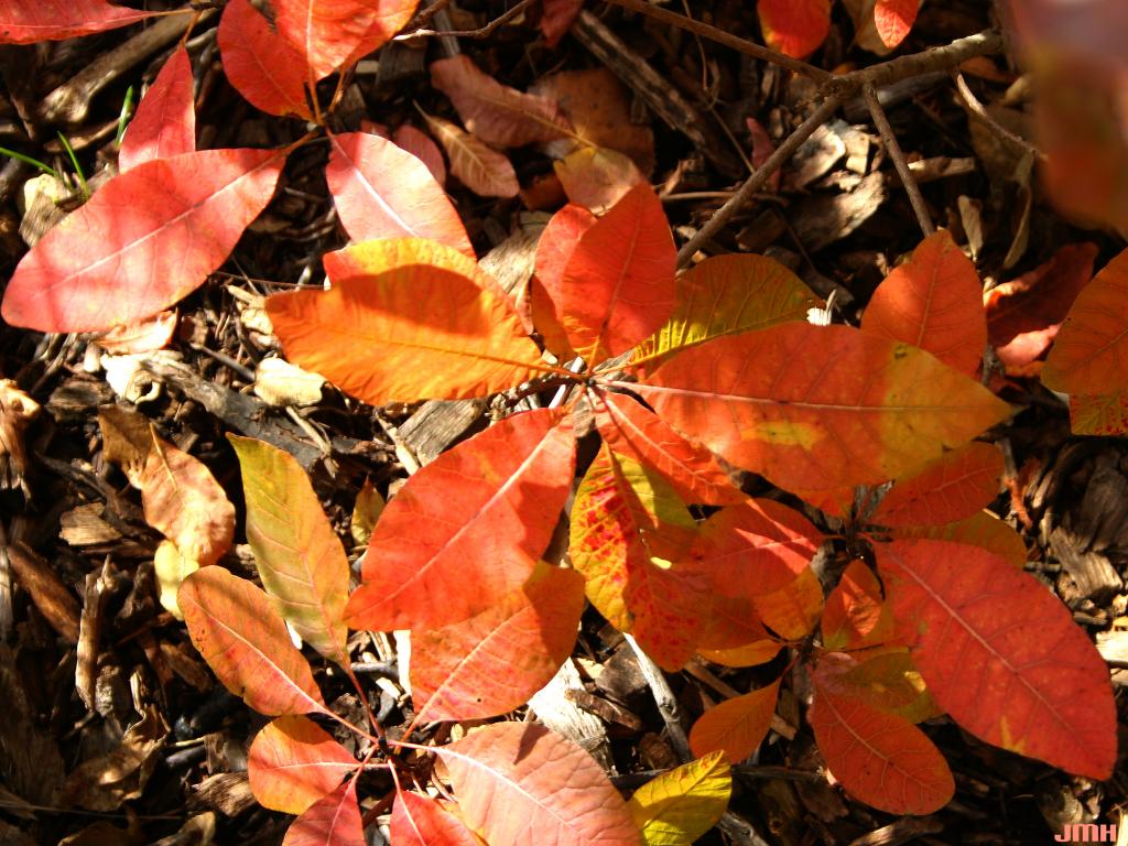 American smoke tree | Cotinus obovatus | The Morton Arboretum