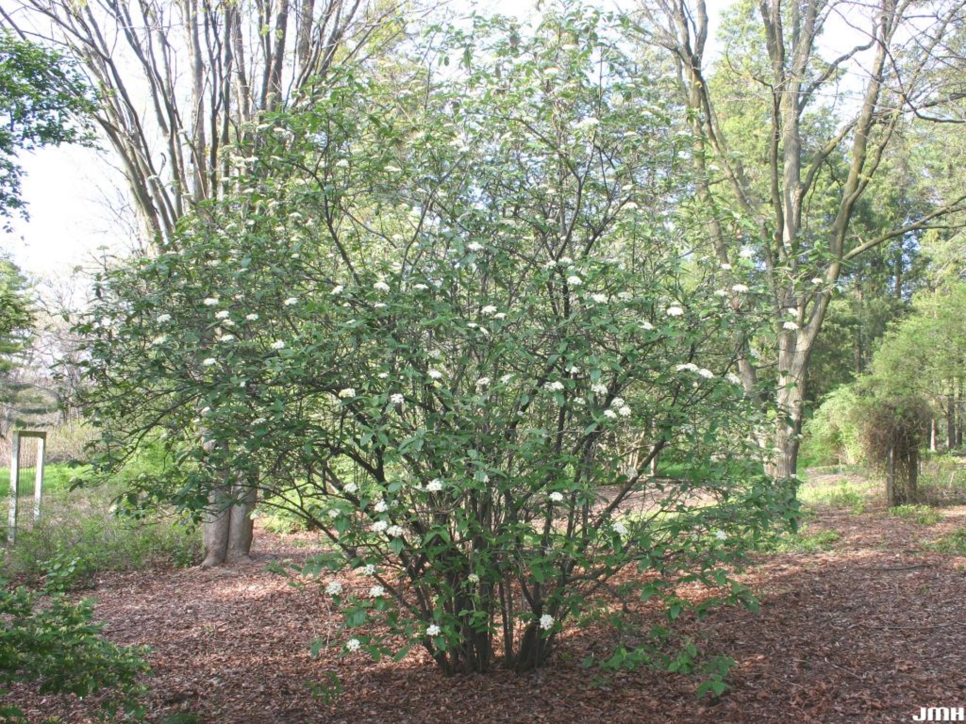 Hybrid leatherleaf viburnum | The Morton Arboretum