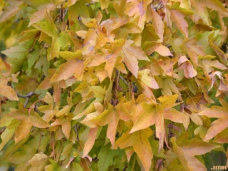 Fall Color Report | The Morton Arboretum