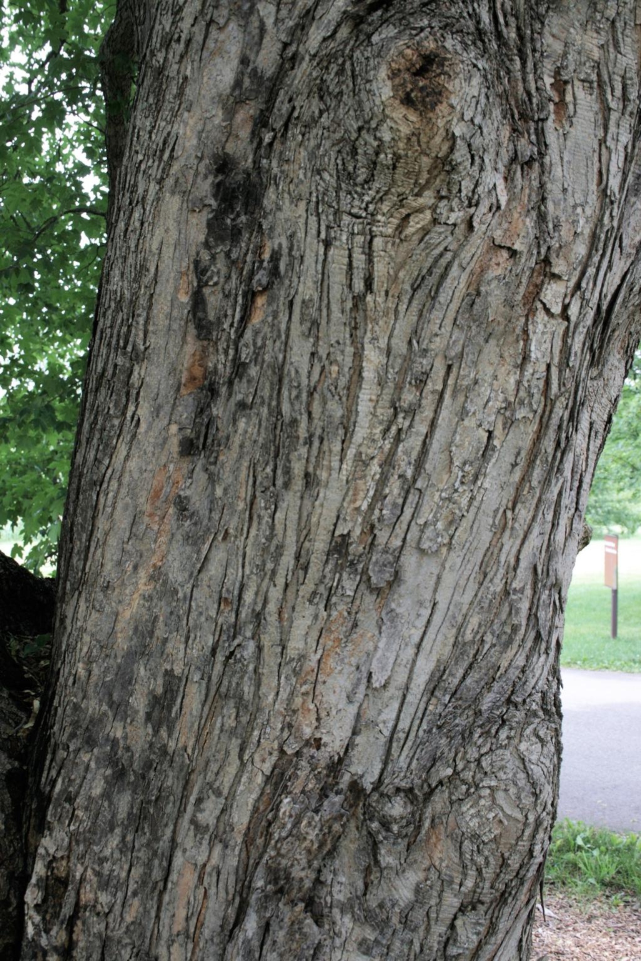 Miyabe's maple | The Morton Arboretum