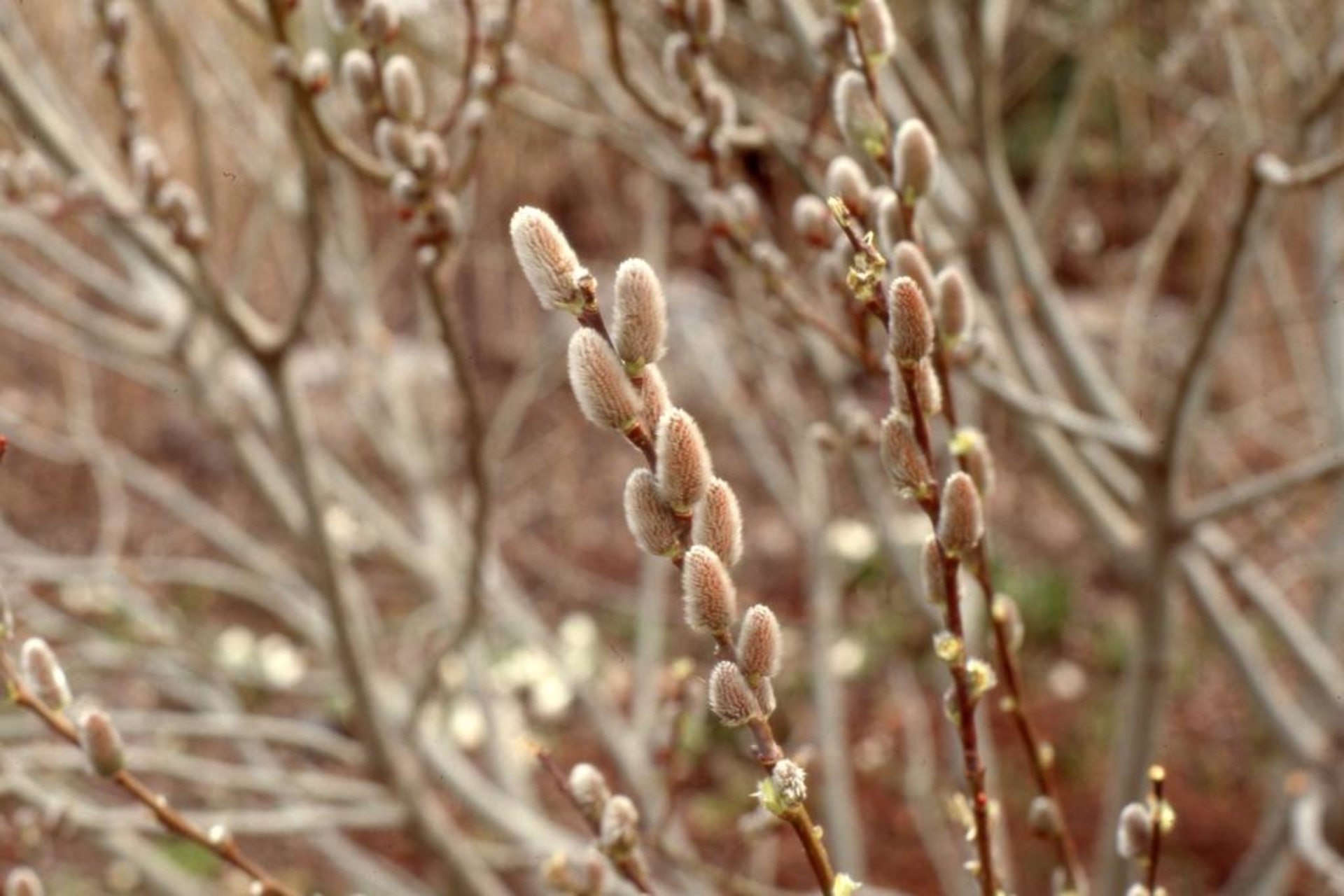 Goat willow | The Morton Arboretum