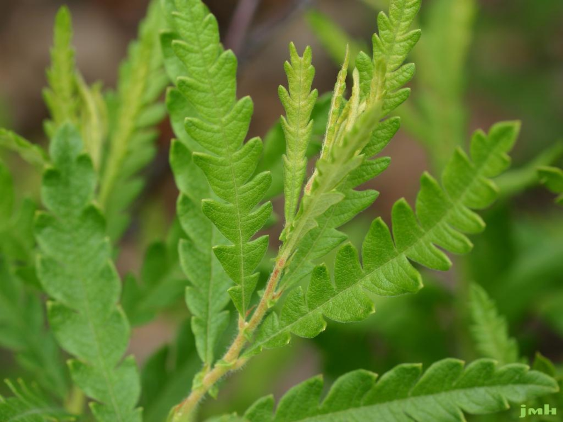 Sweet-fern | The Morton Arboretum