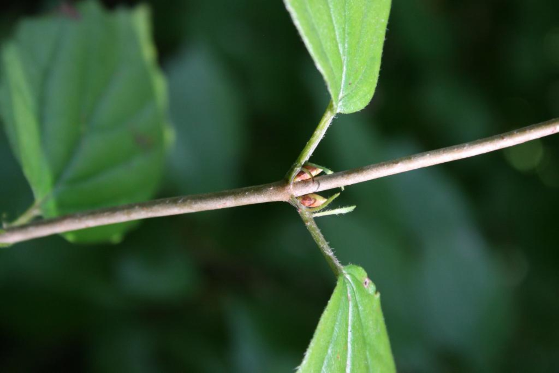 Downy arrowwood | The Morton Arboretum