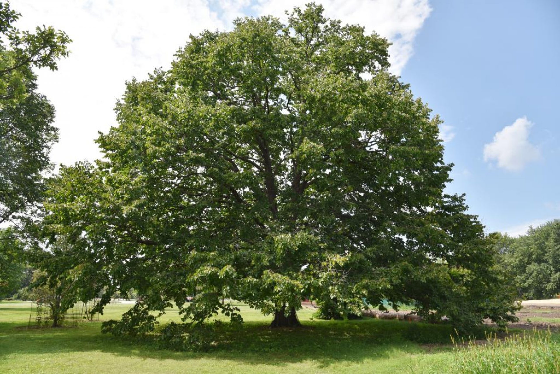 Turkish hazelnut | The Morton Arboretum