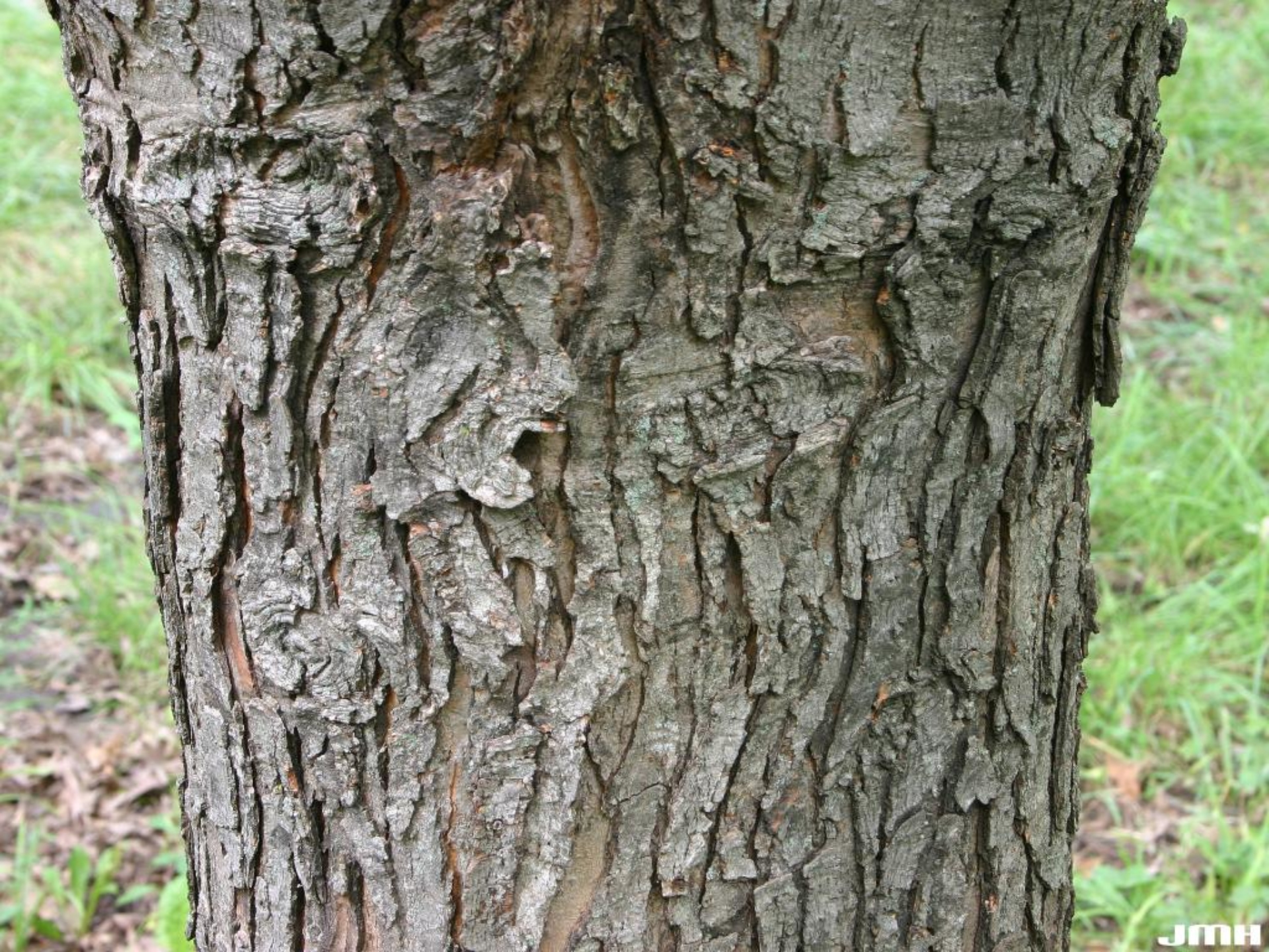 Silver maple | The Morton Arboretum