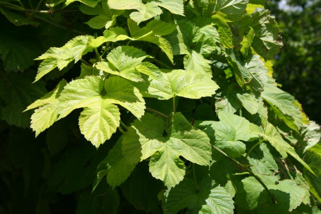 Common hop | The Morton Arboretum