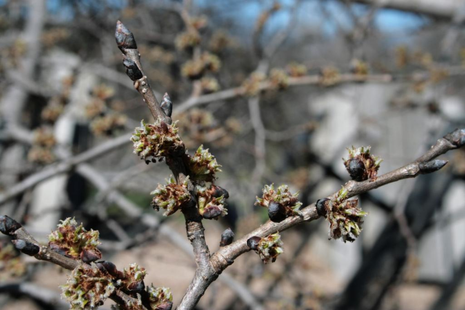 ACCOLADE™ elm | The Morton Arboretum