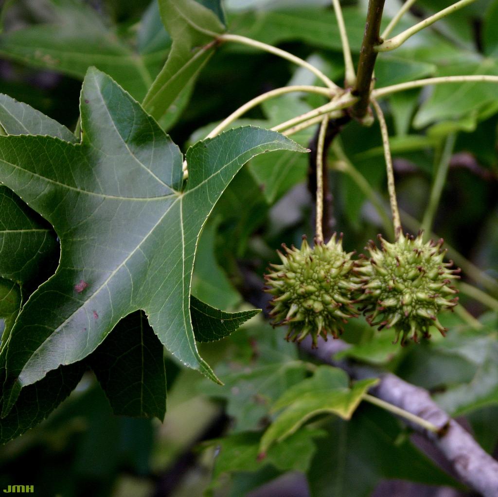 Sweet-gum | Liquidambar styraciflua | The Morton Arboretum