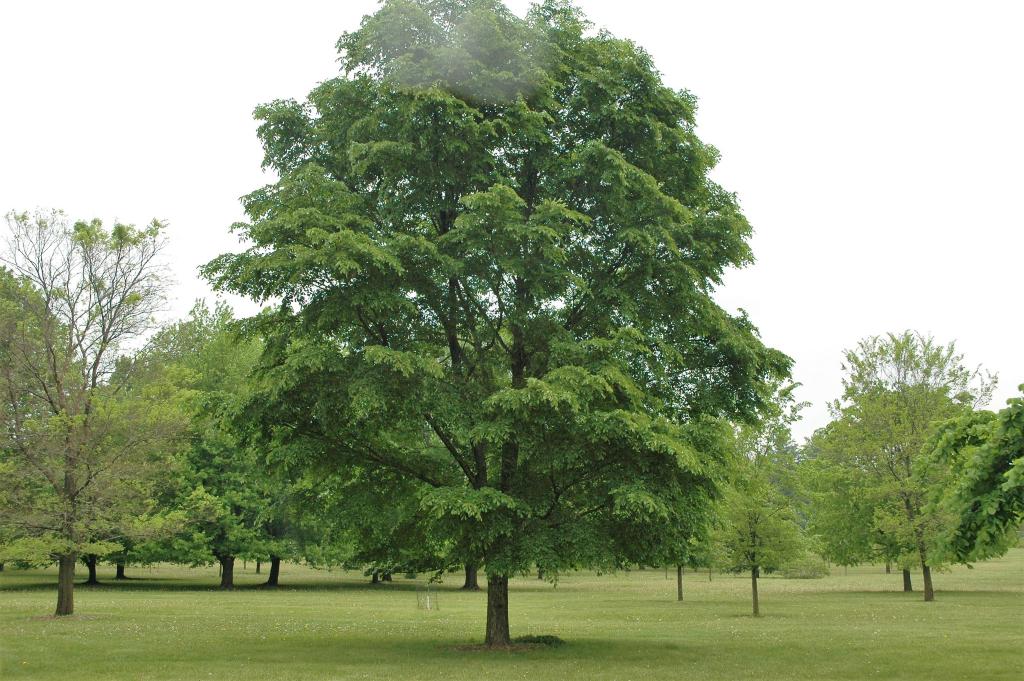 Elm cultivars | The Morton Arboretum