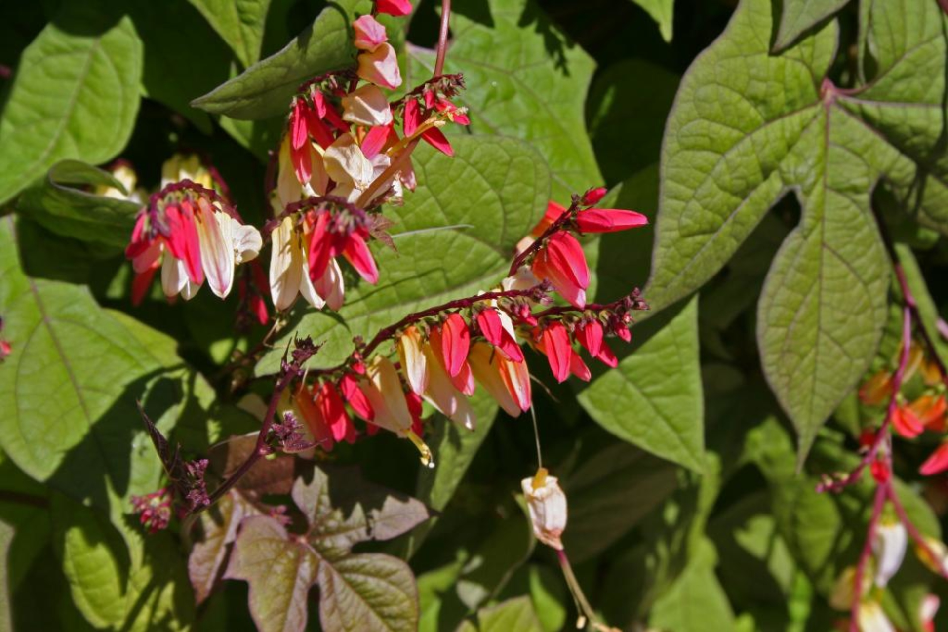 Spanish flag (ANNUAL VINE) | The Morton Arboretum