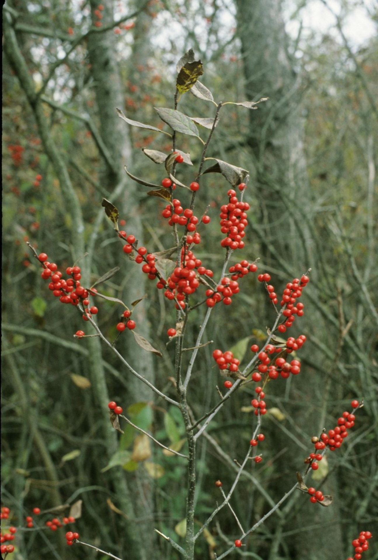 Common winterberry | The Morton Arboretum
