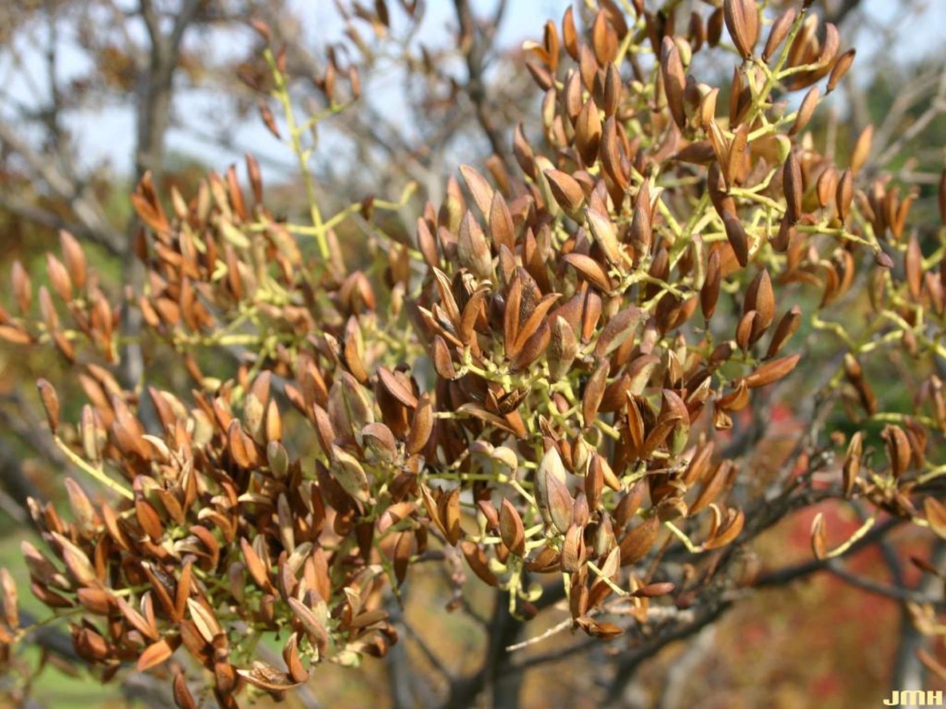 Japanese tree lilac | The Morton Arboretum