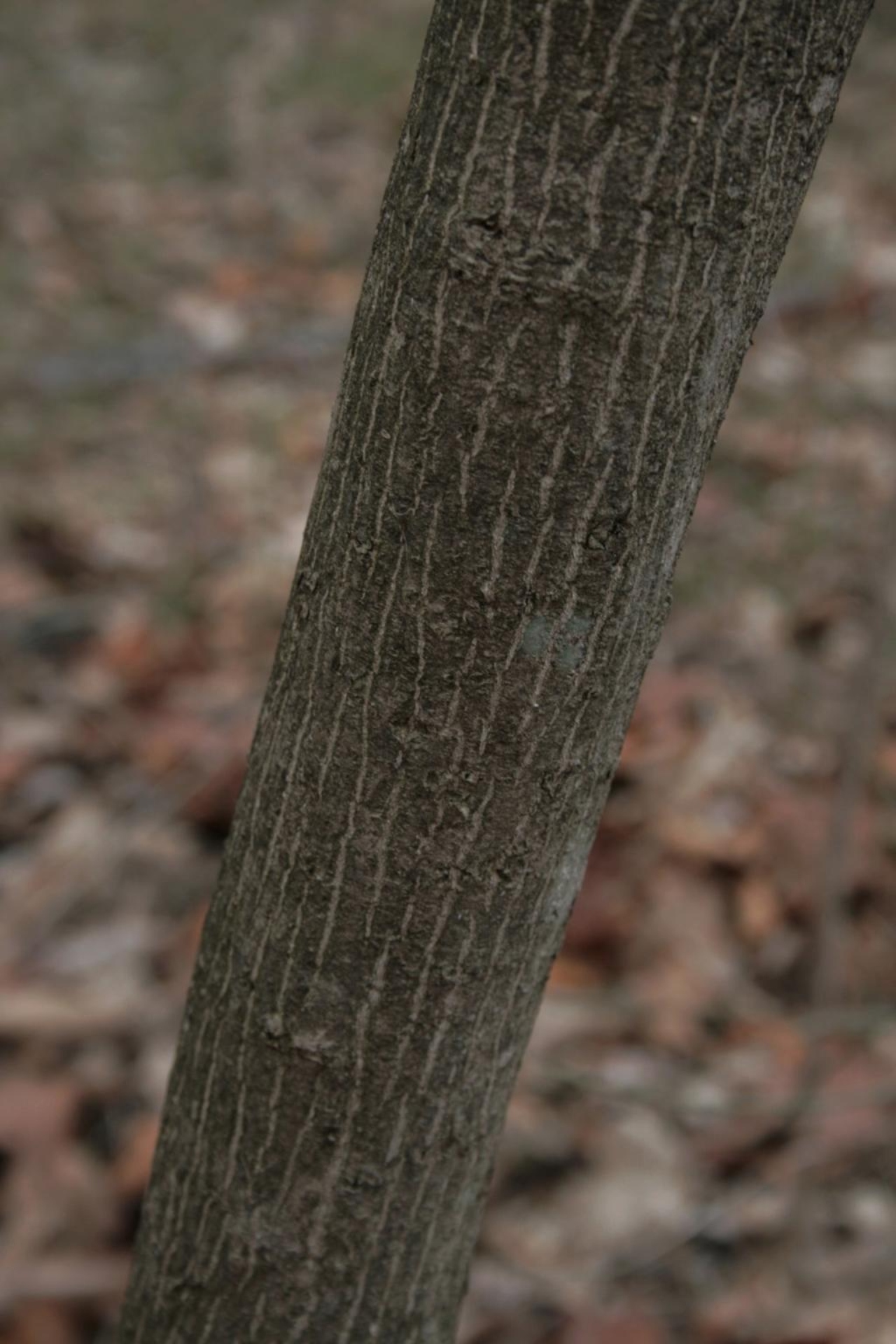 Wahoo | The Morton Arboretum